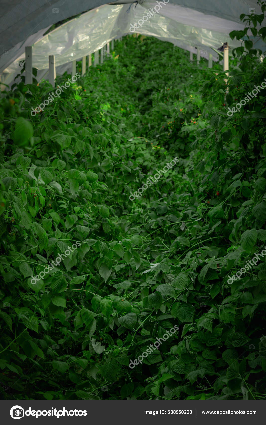 Greenhouse Growing Raspberries Plants Have Completely Overgrown Paths ...
