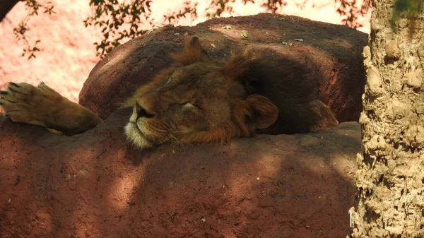 Leão rei animal Stock Photos, Royalty Free Leão rei animal Images ...