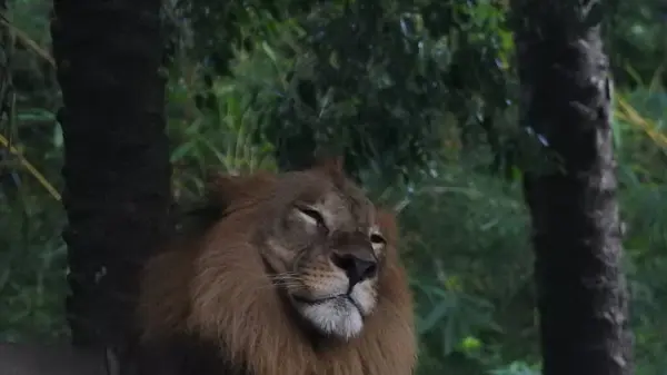 Leão rei animal Stock Photos, Royalty Free Leão rei animal Images ...