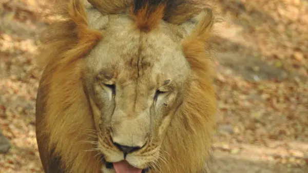 Khunkhar lion fotos de stock, imágenes de Khunkhar lion sin royalties ...