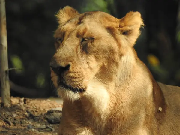 Beautiful Wild African Lioness Head Powerful Angry Female Lioness Close Stock Photo by ©The ...