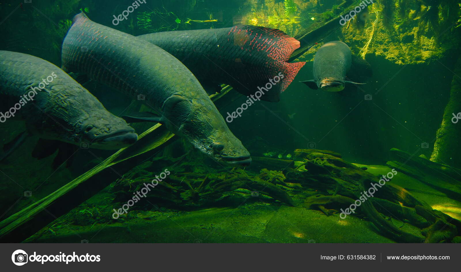 Arapaima Fish Aquarium