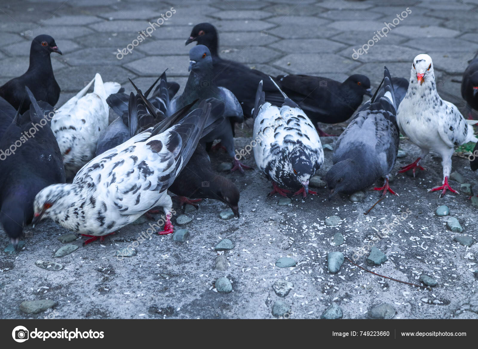 Flock Purebred Pigeons Park Eating Rice Brown Black Pigeons Feeding ...