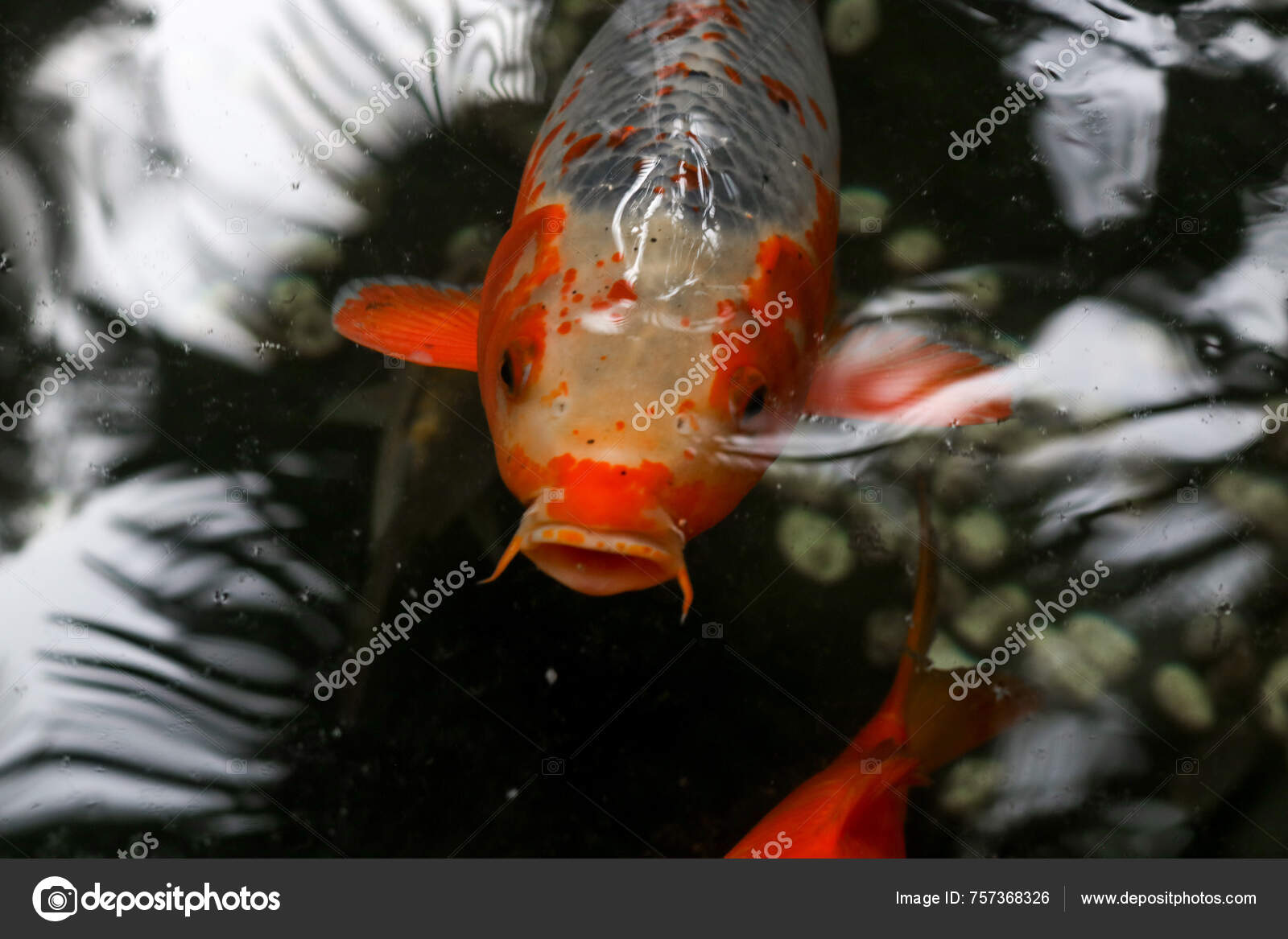 Close Koi Fish's Mouth Open Waiting Food Colorful Koi Fish — Stock ...