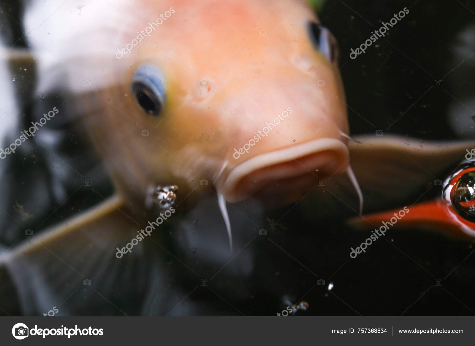 Close Koi Fish's Mouth Open Waiting Food Colorful Koi Fish — Stock ...