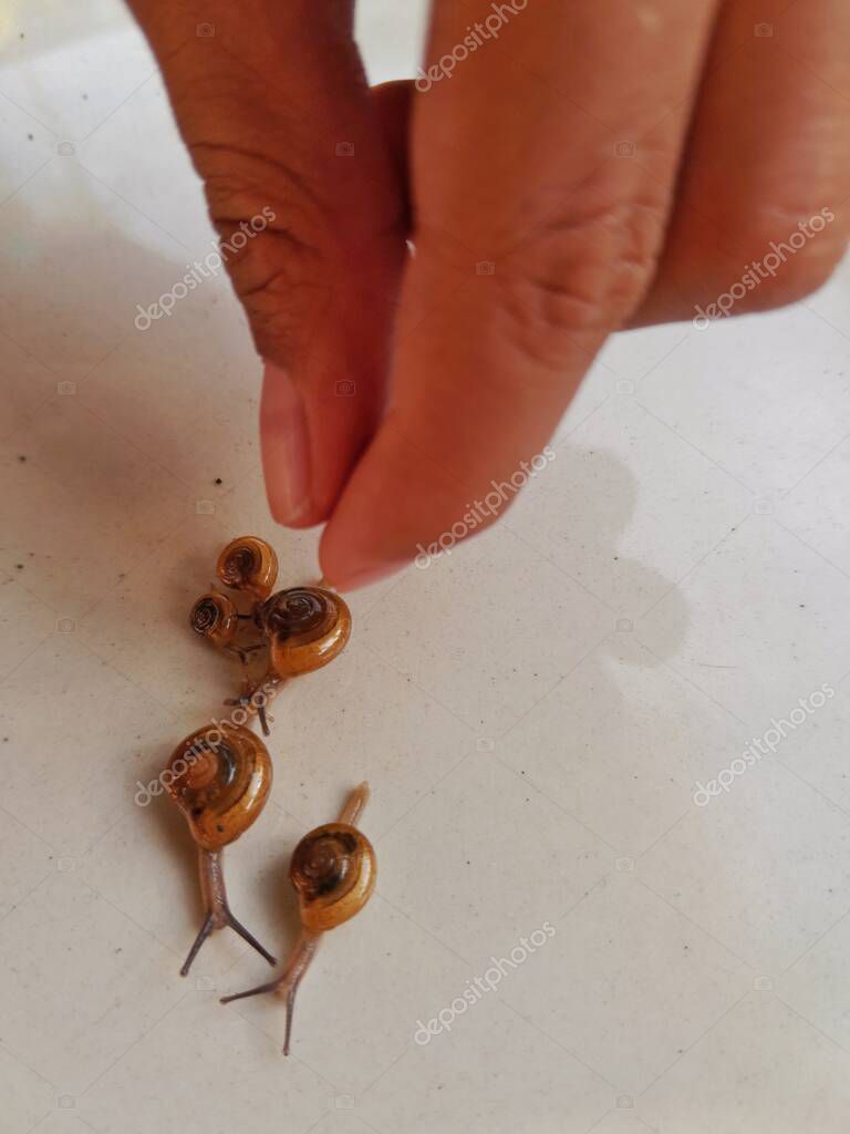 A man hand try to pinch one of snails group 2023