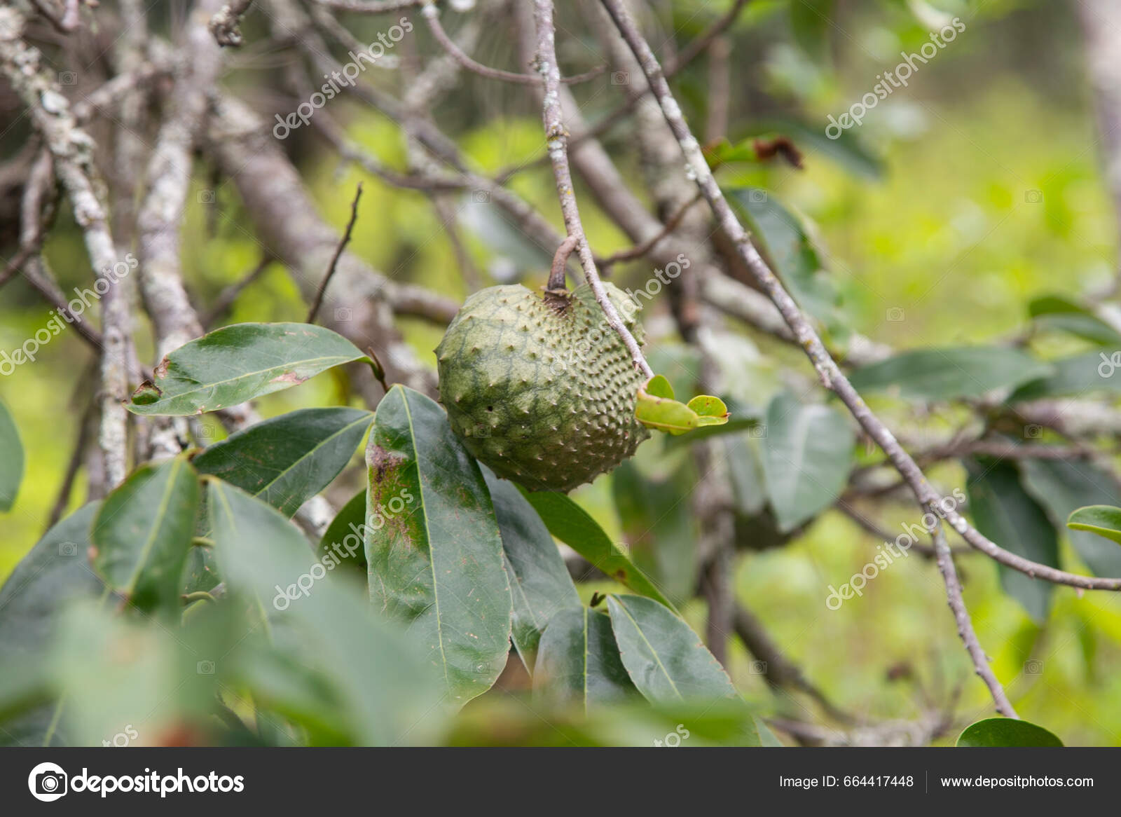 Annona Muricata Tree