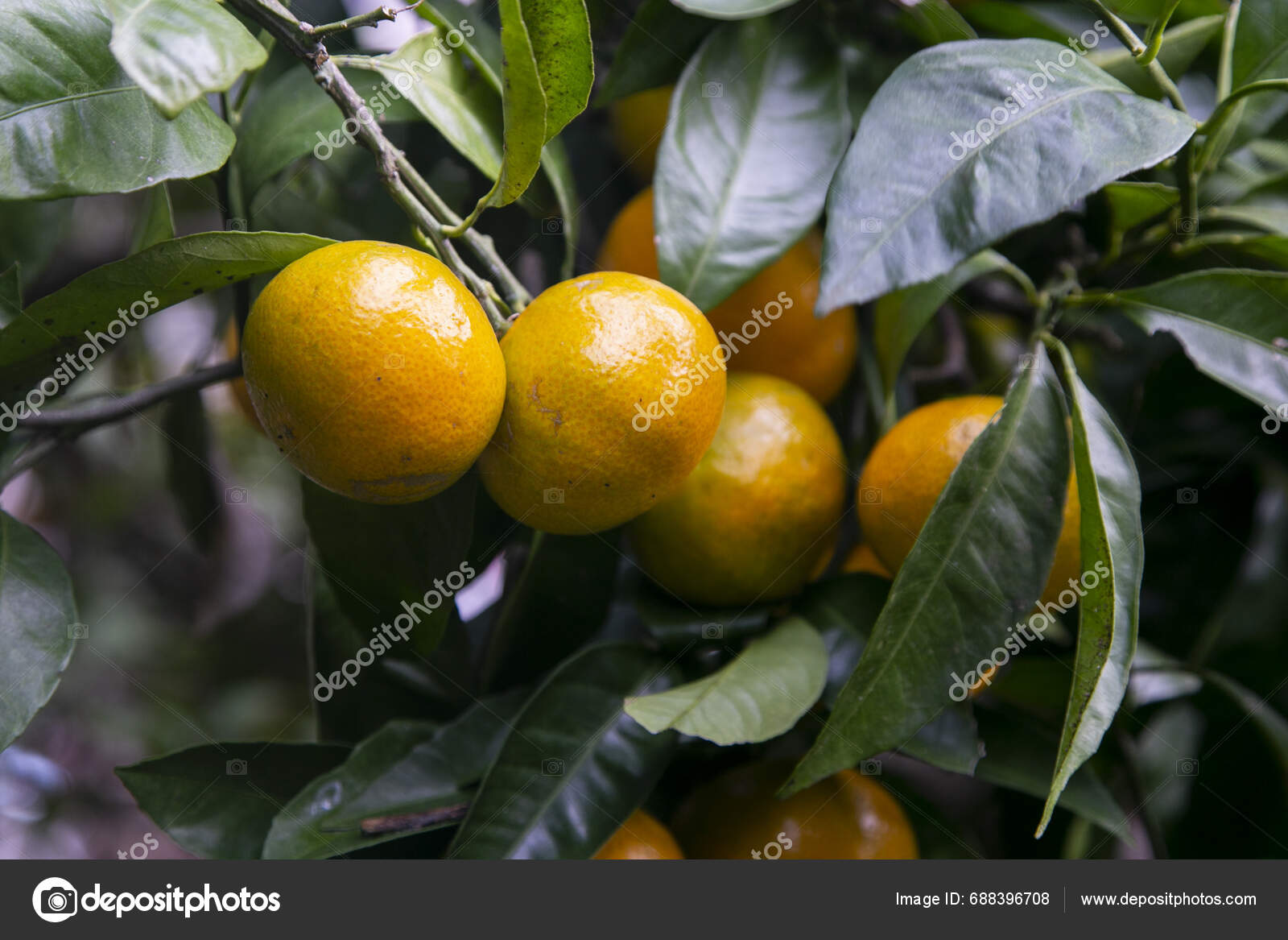 Mikan Tangerine Citrus Fruit Grown Warmer Regions Japan Large ...