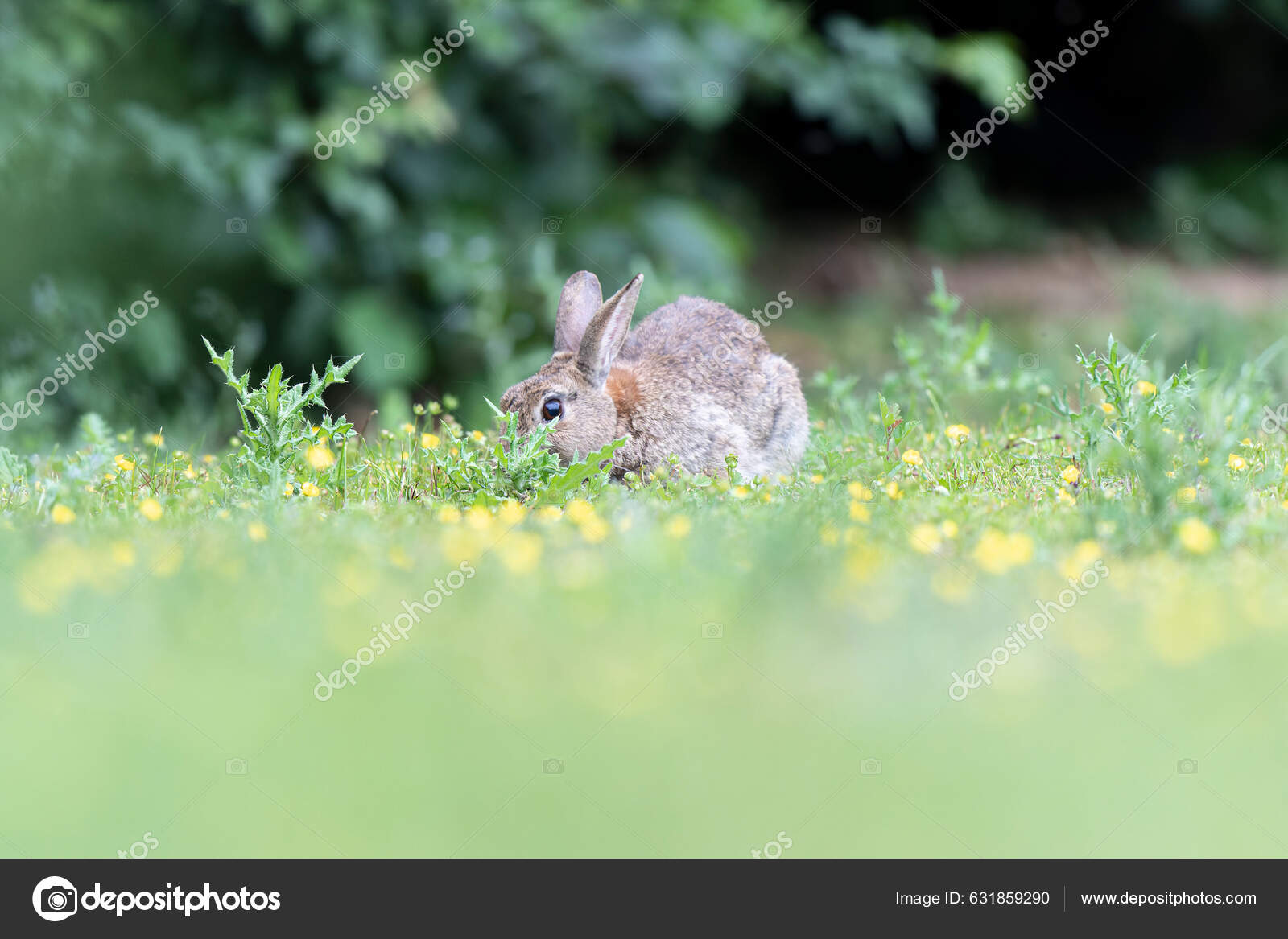 European Rabbit Oryctolagus Cuniculus Close View Grazing Meadow — Stock ...