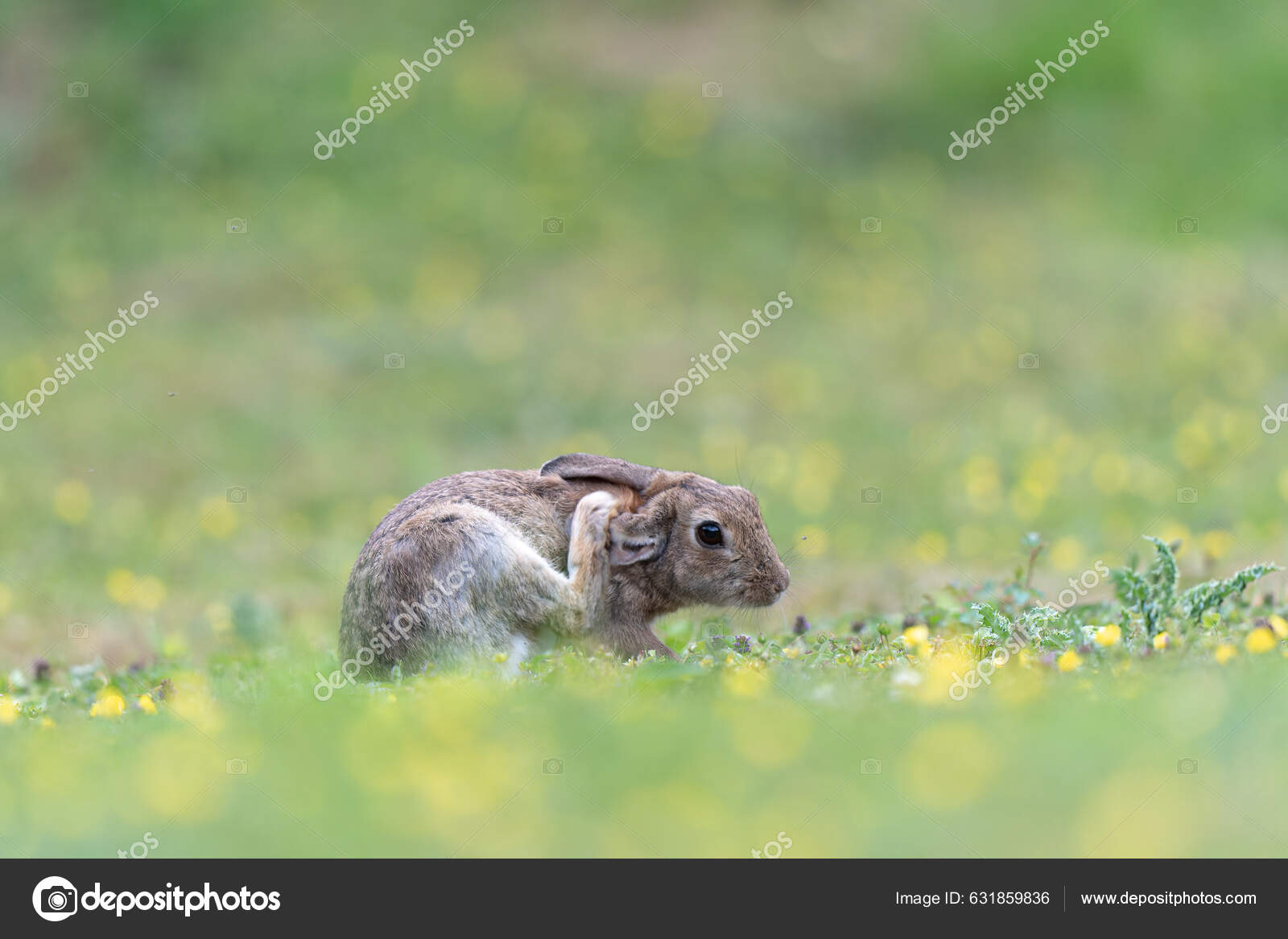 European Rabbit Oryctolagus Cuniculus Close View Grazing Meadow Stock ...
