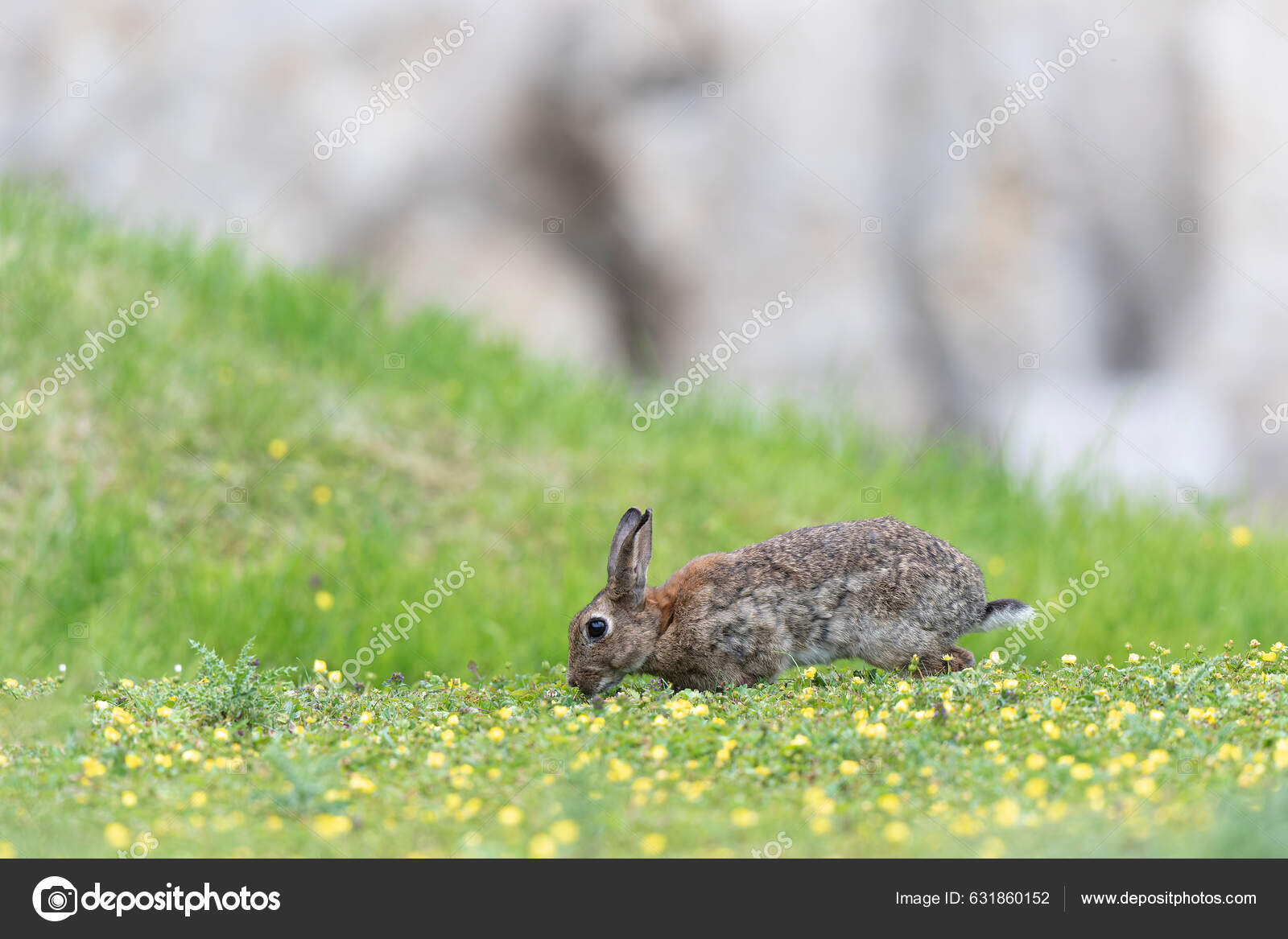 European Rabbit Oryctolagus Cuniculus Close View Grazing Meadow Stock ...