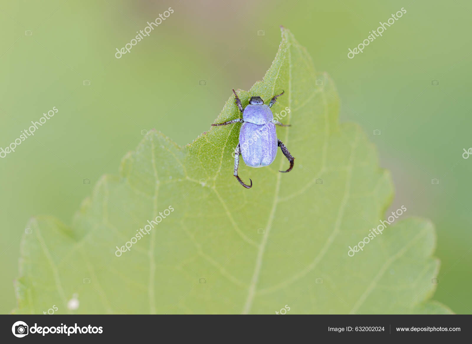 Monkey Beetle Hoplia Coerulea Sitting Leaf River Loire France — Stock ...