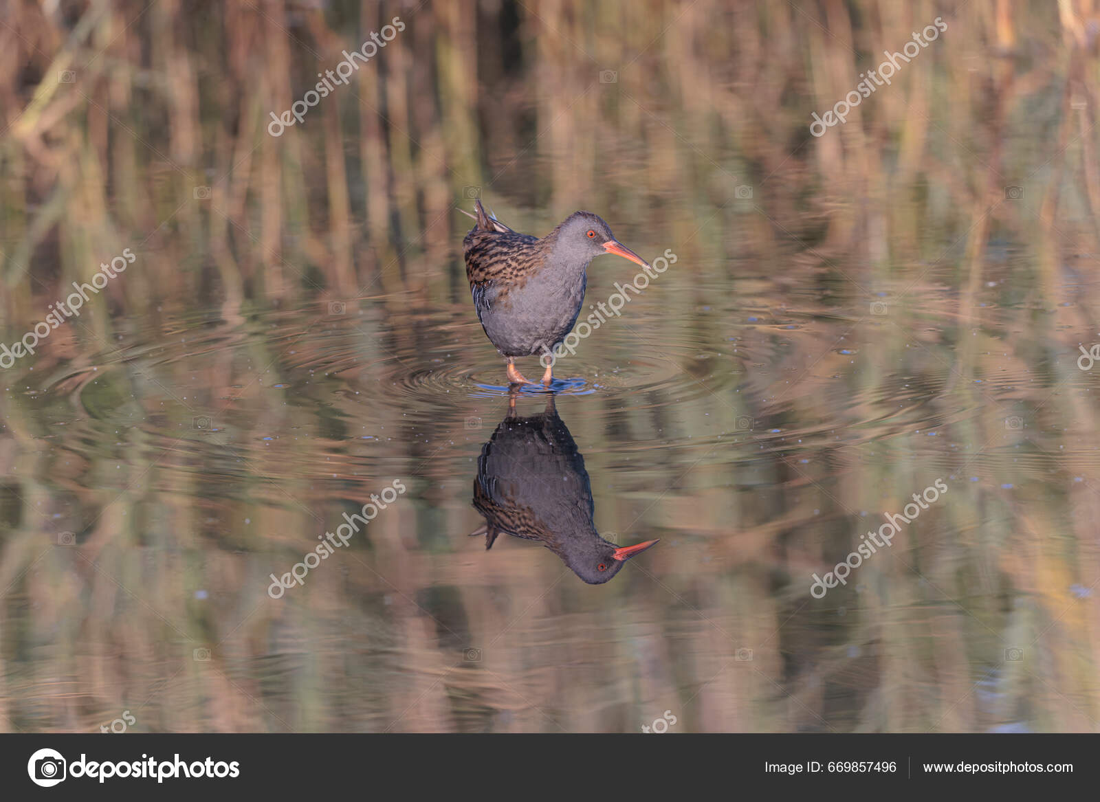 Water Rail Rallus Aquaticus Wading Swamp Brittany France Stock Photo by ...