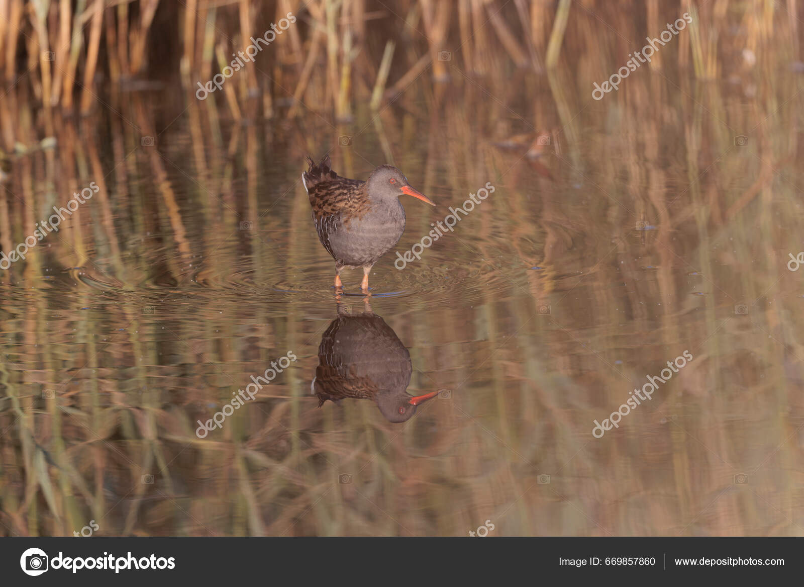 Water Rail Rallus Aquaticus Wading Swamp Brittany France Stock Photo by ...