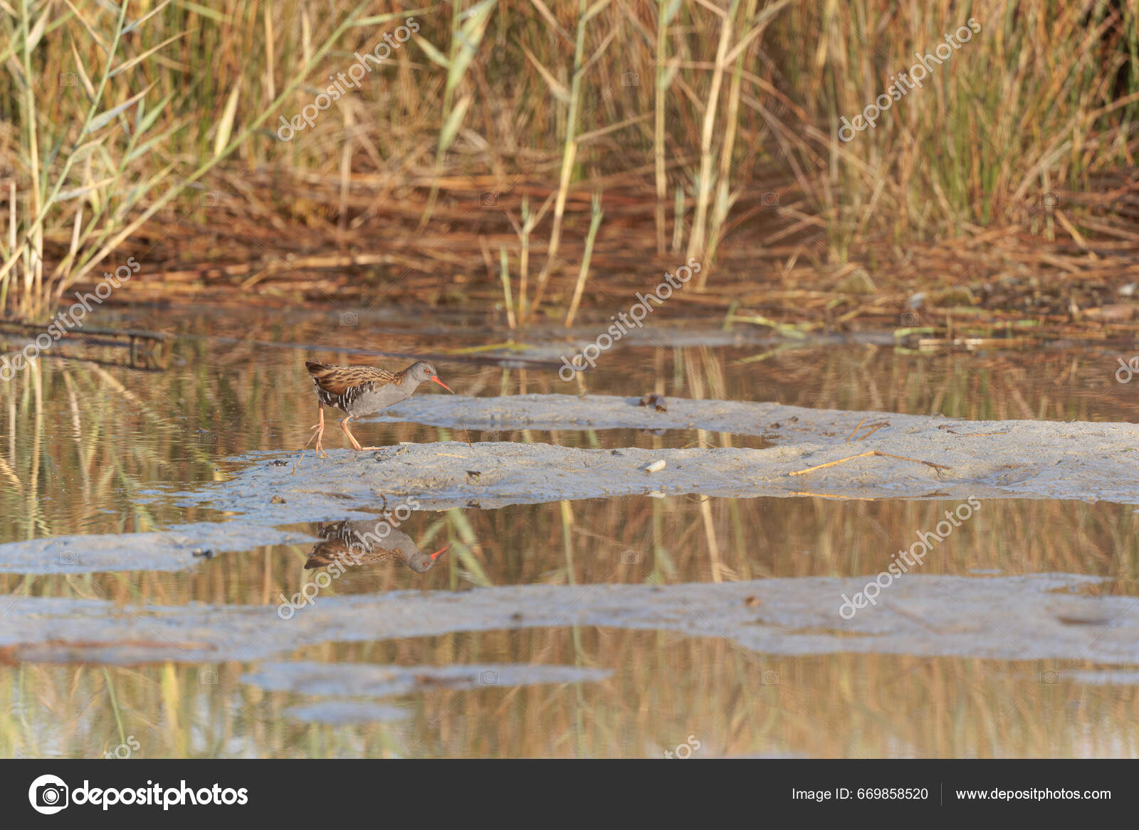 Water Rail Rallus Aquaticus Wading Swamp Brittany France Stock Photo by ...