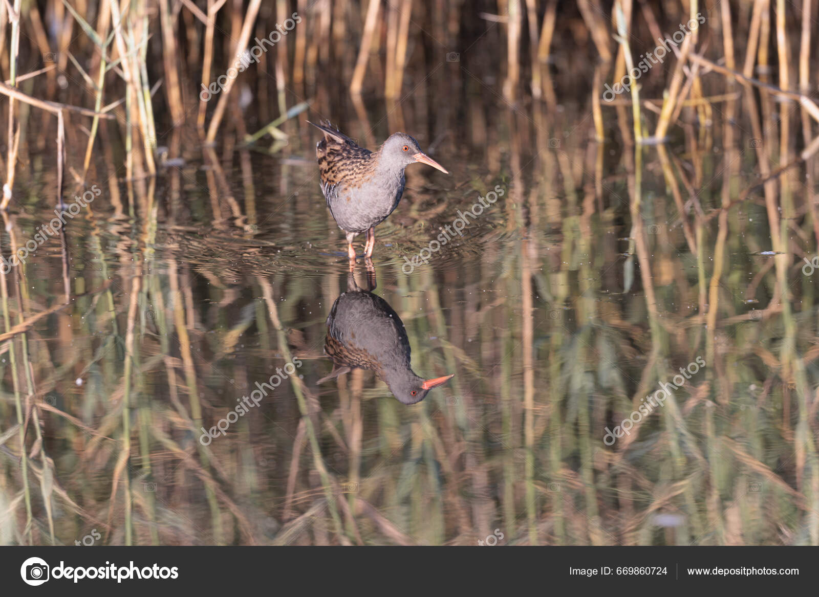Water Rail Rallus Aquaticus Wading Swamp Brittany France Stock Photo by ...