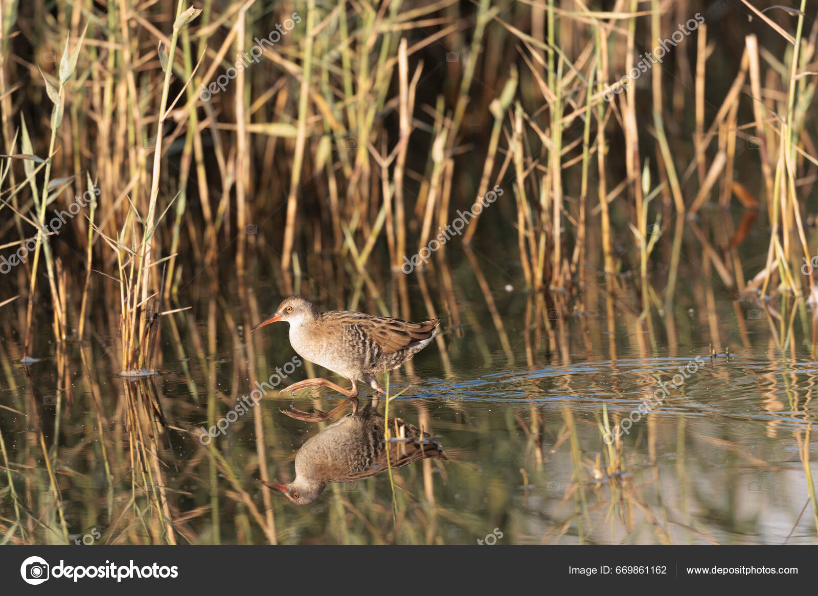 Water Rail Rallus Aquaticus Wading Swamp Brittany France Stock Photo by ...