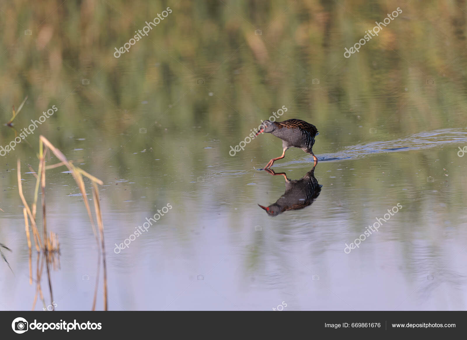 Water Rail Rallus Aquaticus Wading Swamp Brittany France Stock Photo by ...