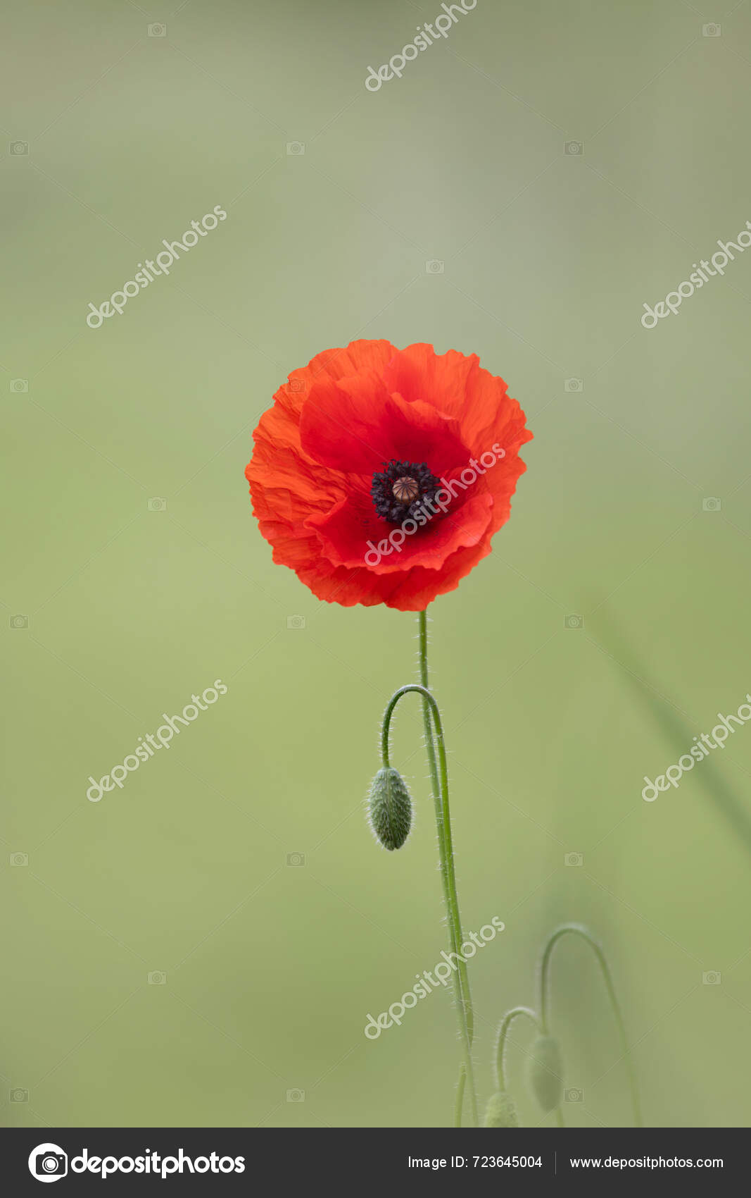 Abeja Común Apis Mellifera Volando Alrededor Amapola Roja Papaver ...