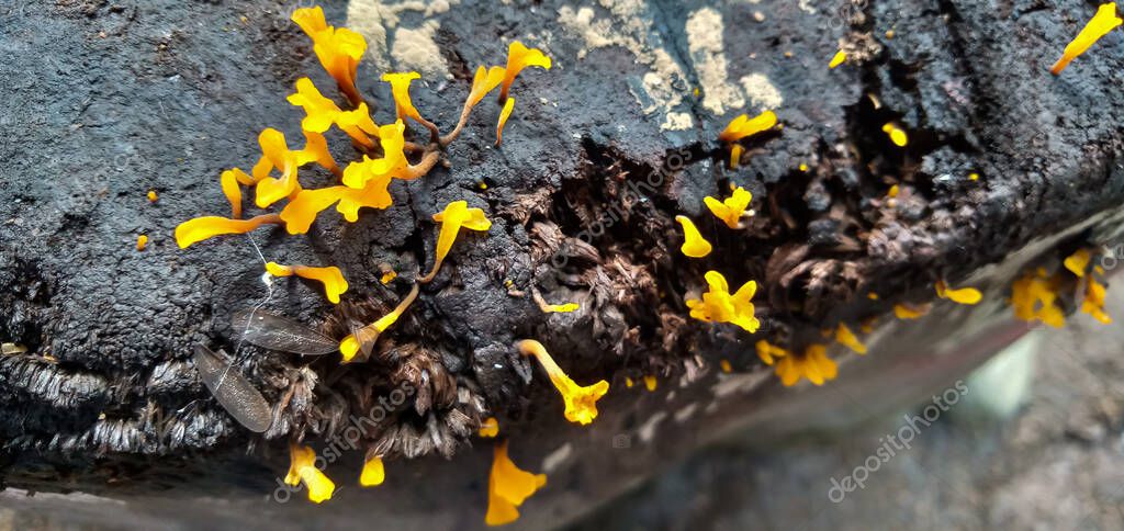 Dacryopinax Spathularia (único hongo gelatinoso en forma de espátula ...