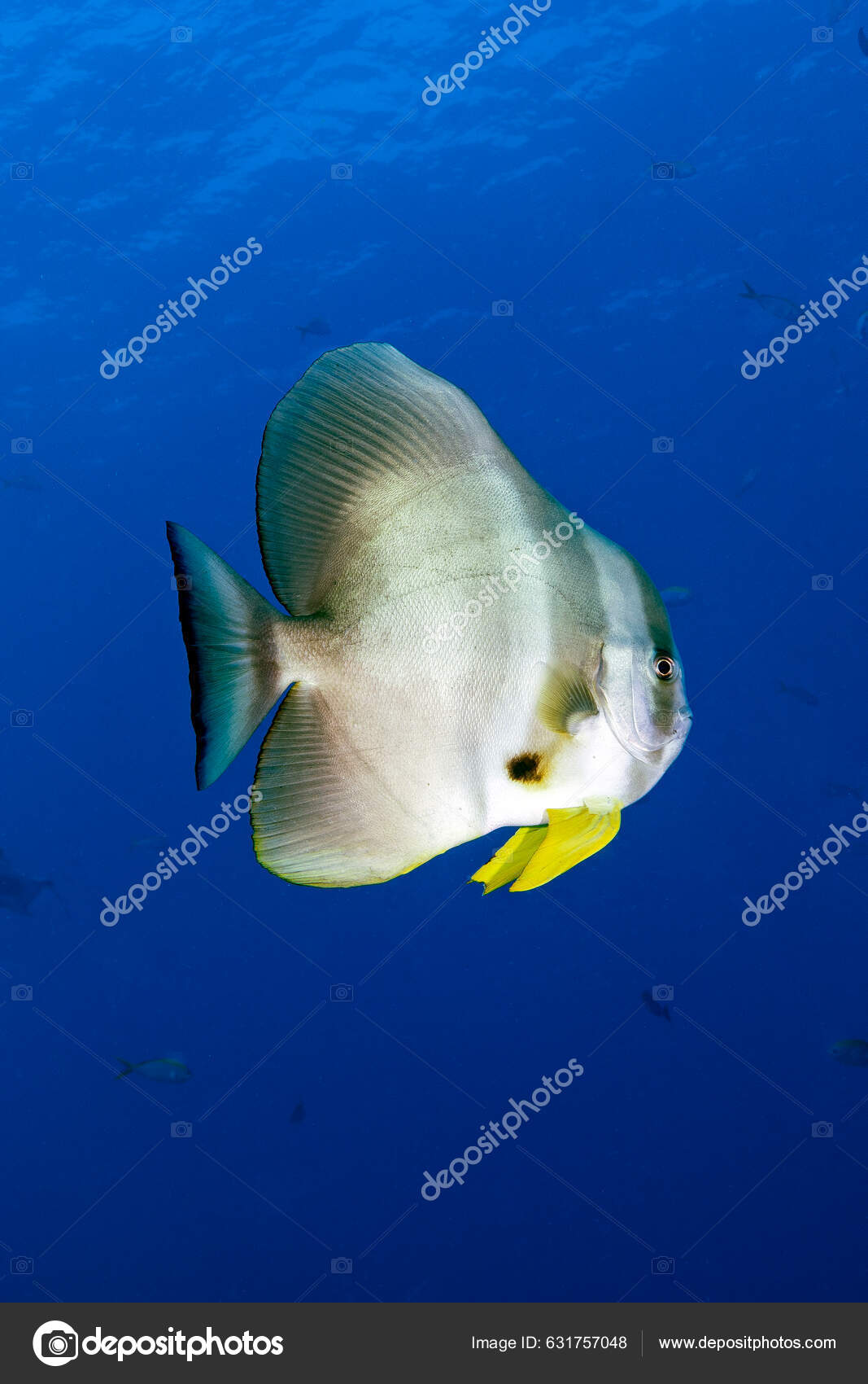 Teira Batfish