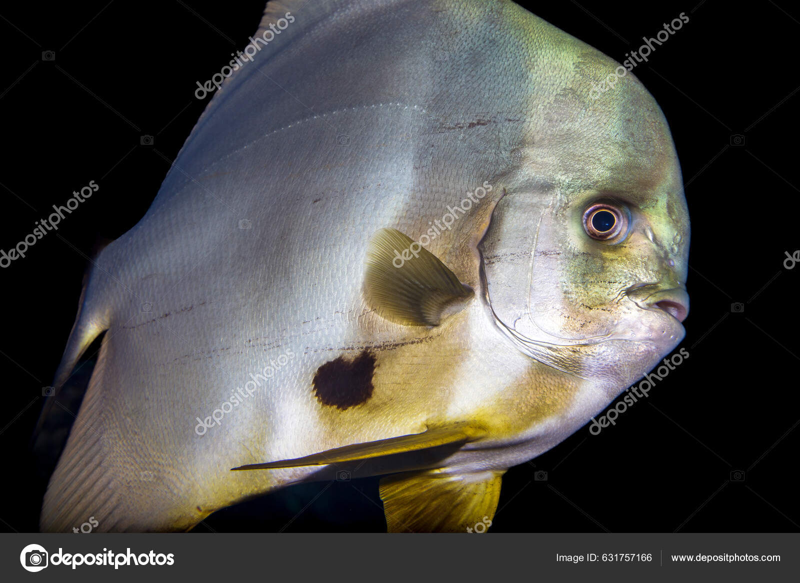 Tiera Batfish