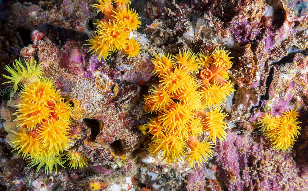 Tubastraea, también conocida como coral solar o pólipos solares, es un ...