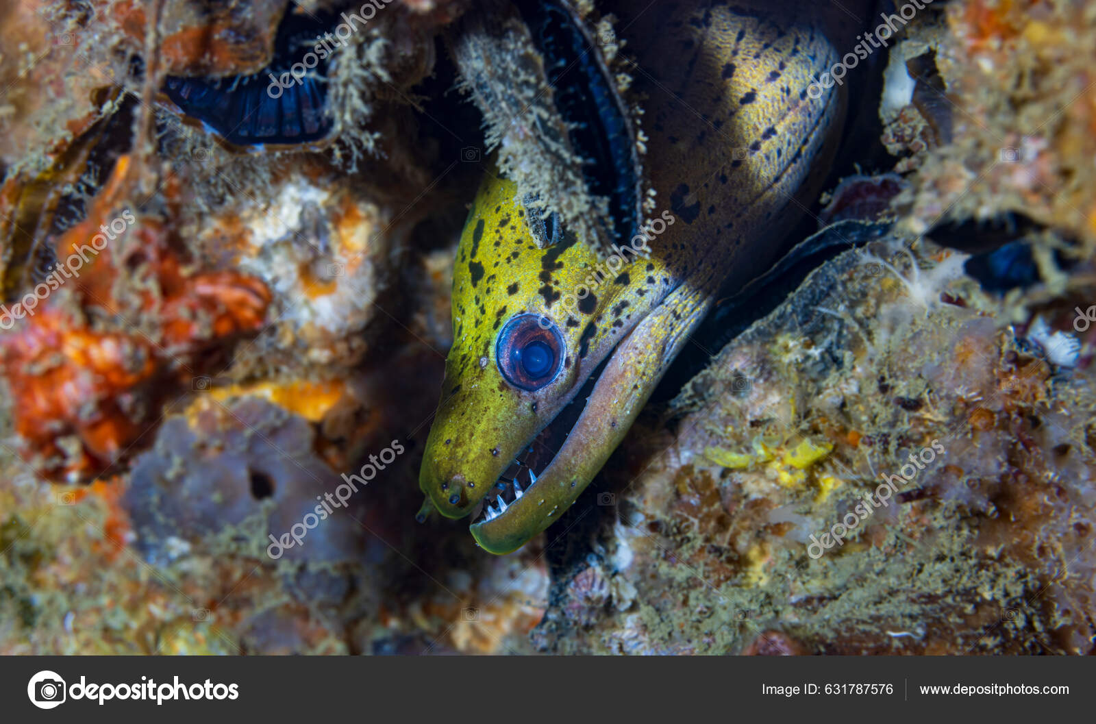 Fimbriated Moray Also Known Dark Spotted Moray Spot Face Moray — Stock ...