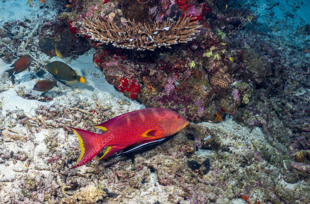 The yellow-edged lyretail also known as the yellowedge coronation trout ...