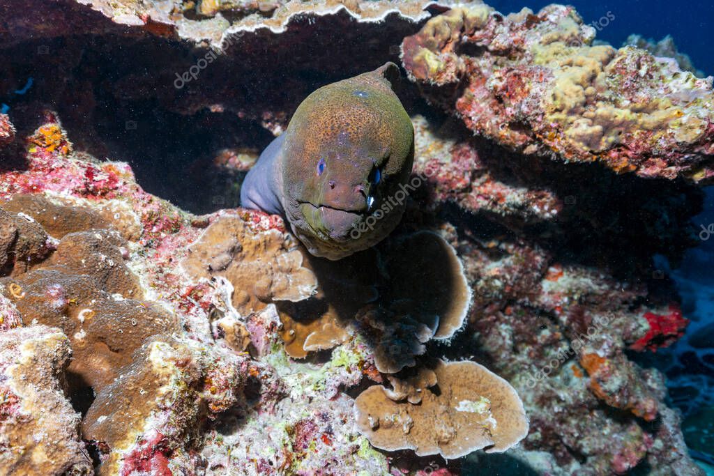 Moray es una especie de peces de la familia Muraenidae en el orden de ...
