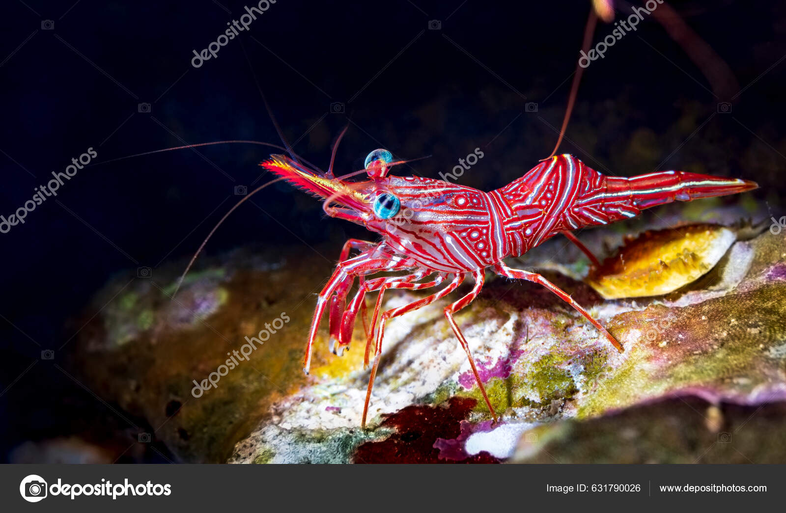 Durban Dancing Shrimp Also Known Hingebeak Shrimp Camel Shrimp Humpback ...