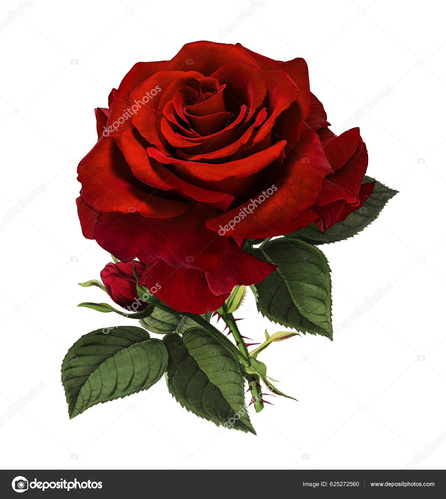 Rosas Aisladas Sobre Fondo Blanco: fotografía de stock © ilietus1000 ...