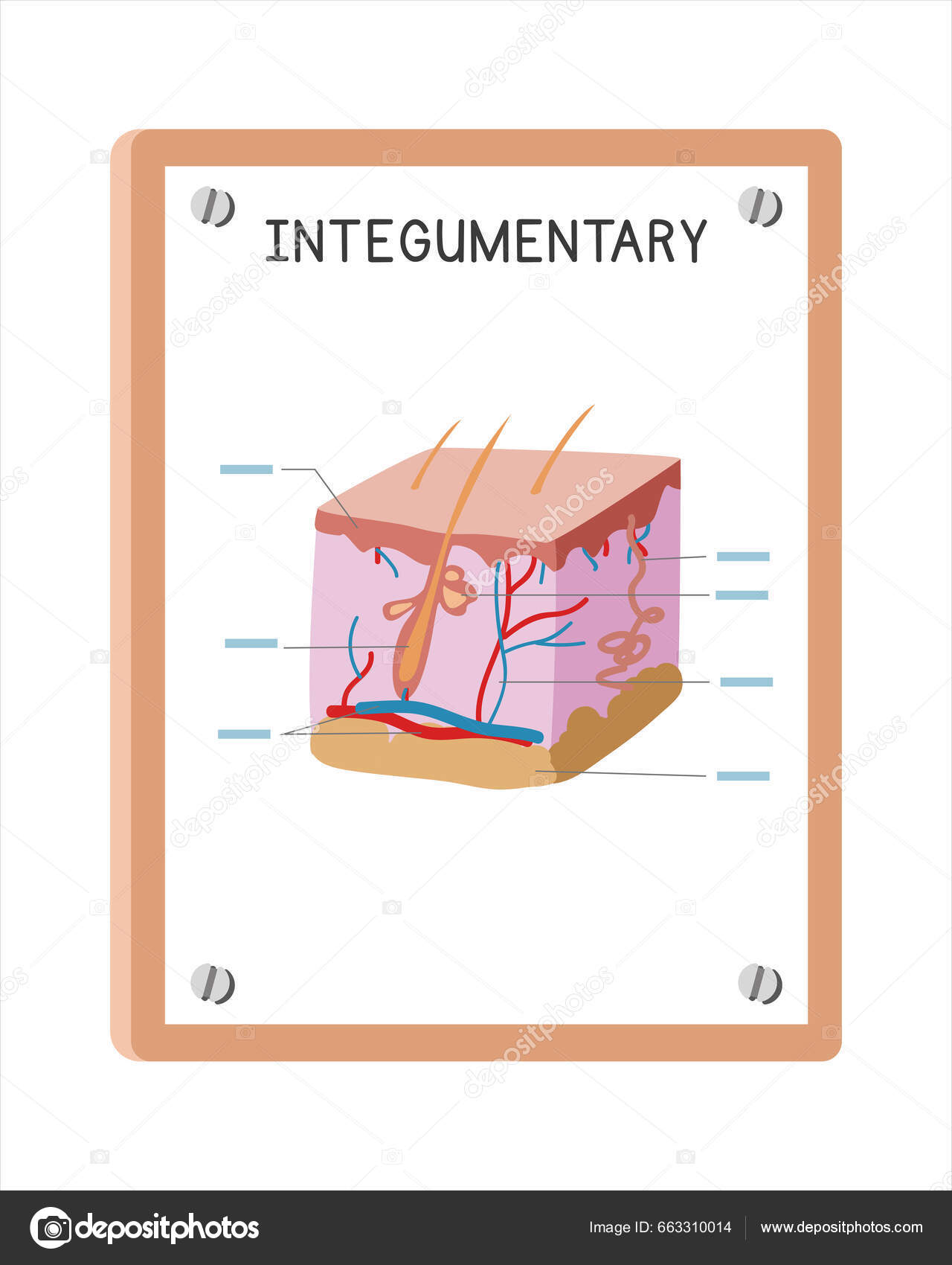 Sistema Integumental Humano Póster Clipart Estilo Dibujos Animados ...