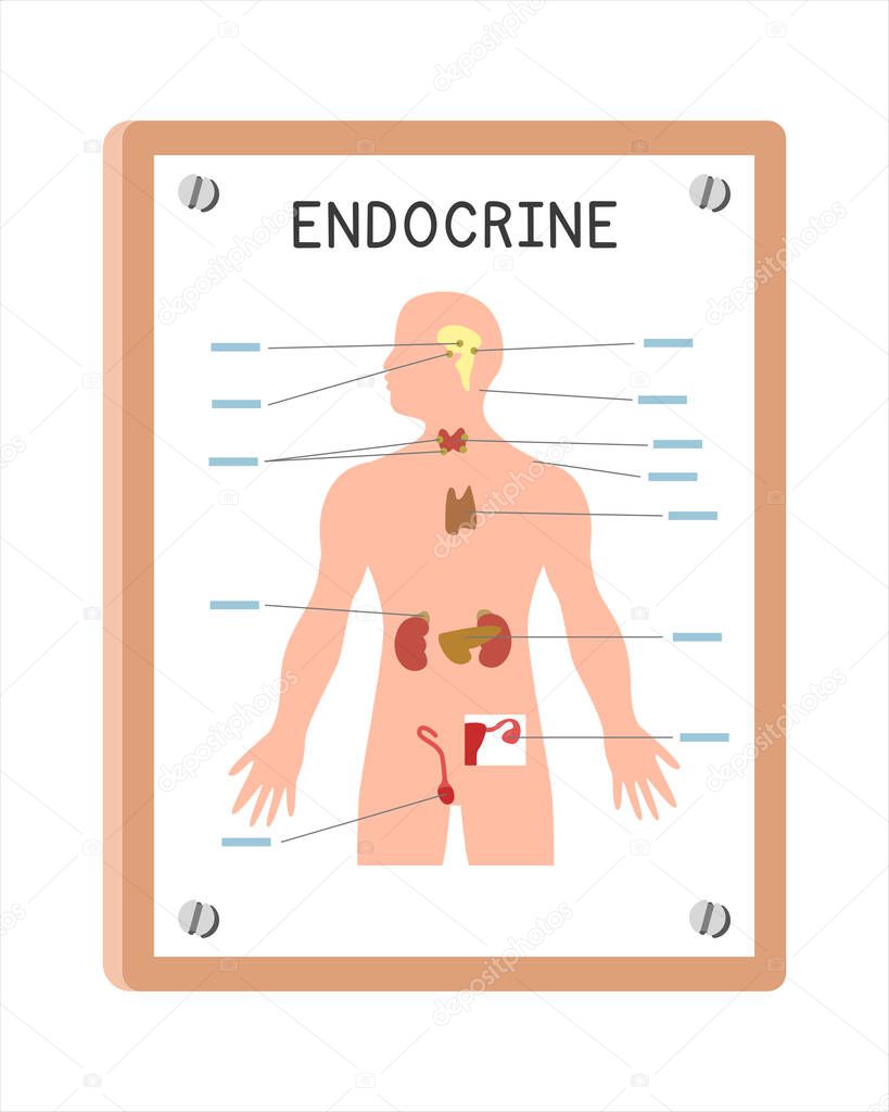 Sistema endocrino humano póster clipart estilo de dibujos animados, diseño de vectores. Uso en ...