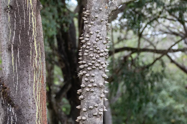 Primer plano de fruta en forma de baya del árbol de seda (Ceiba ...
