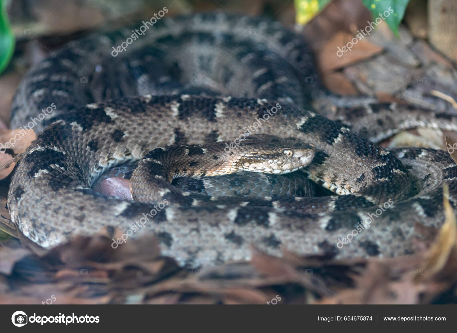 Very Common Venomous Snake Brazil Known Jararacuu Bothrops Jararacussu ...