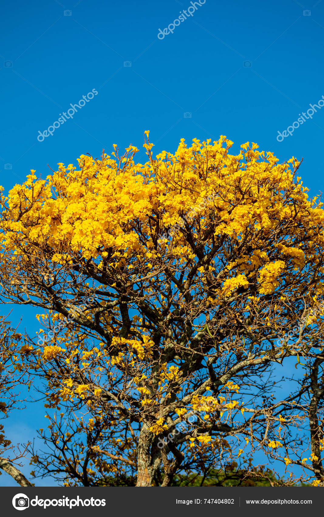 Symbol Tree Brazil Yellow Handroanthus Albus Blooms September — Stock ...