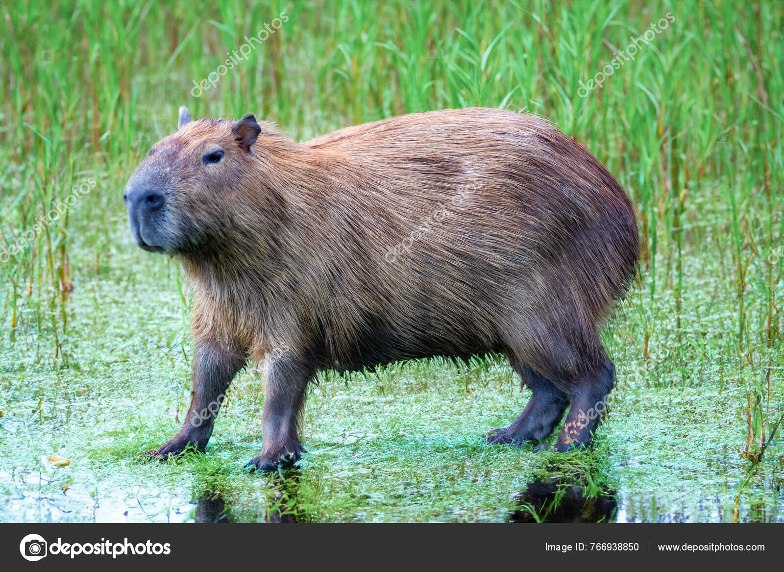Wild Capybara Tropical South American Portrait — Stock Photo ...