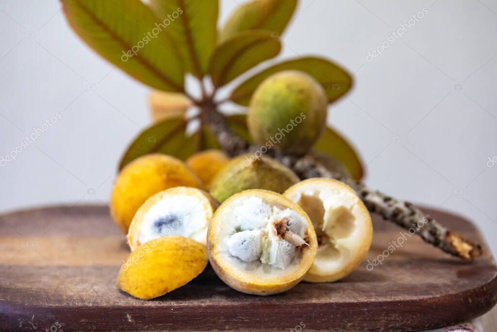 Curriola (Pouteria ramiflora) fruta silvestre del bioma cerrado ...