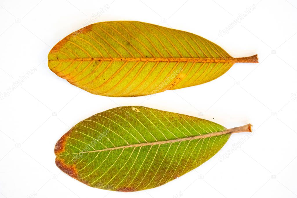 Curriola (Pouteria ramiflora) fruta silvestre del bioma cerrado ...