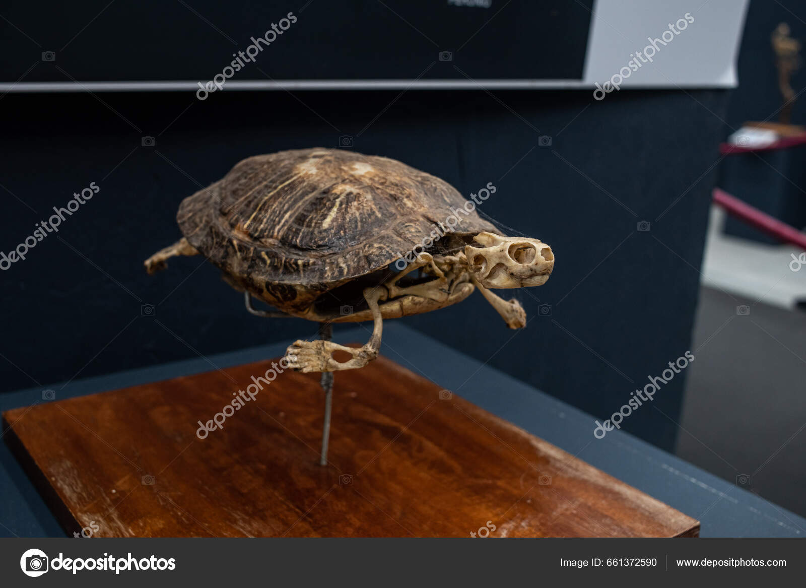 Old Skeleton Tortoise Turtle Display Museum Stock Photo by ©byruineves ...