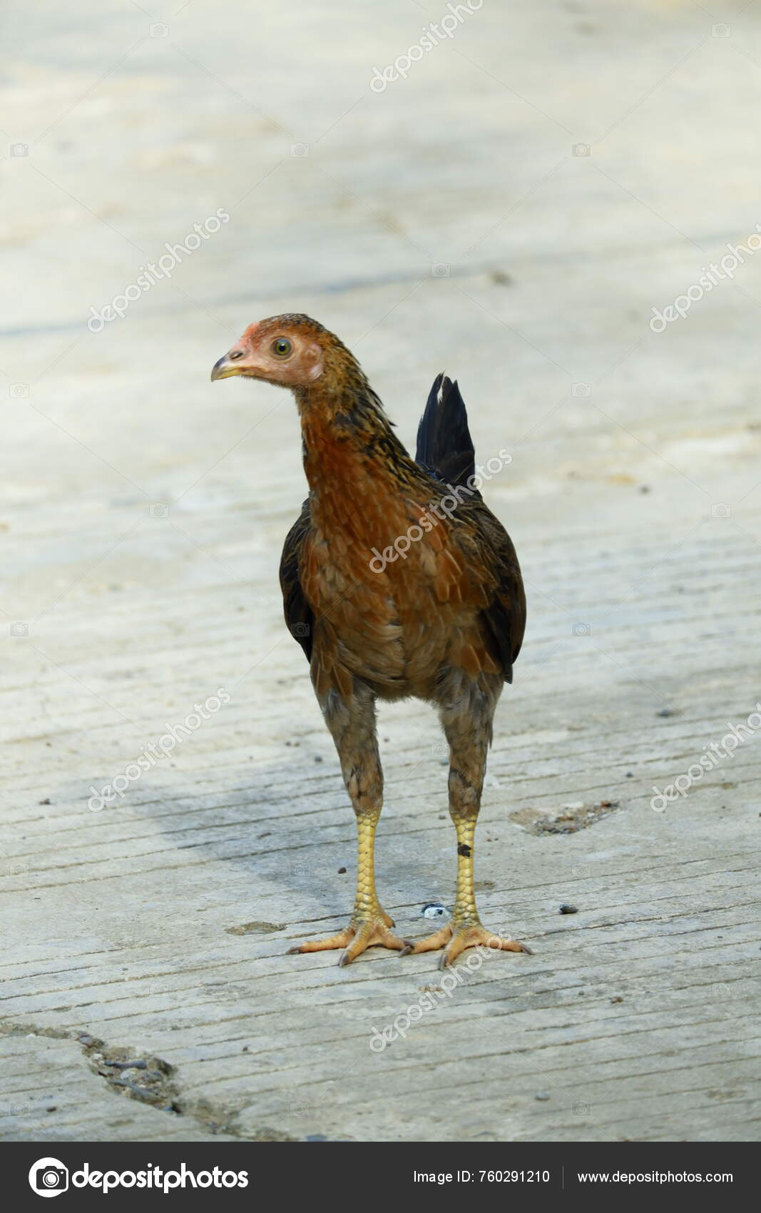 Kampong Chickens Roam Yard — Stock Photo © Dohoydohoy #760291210