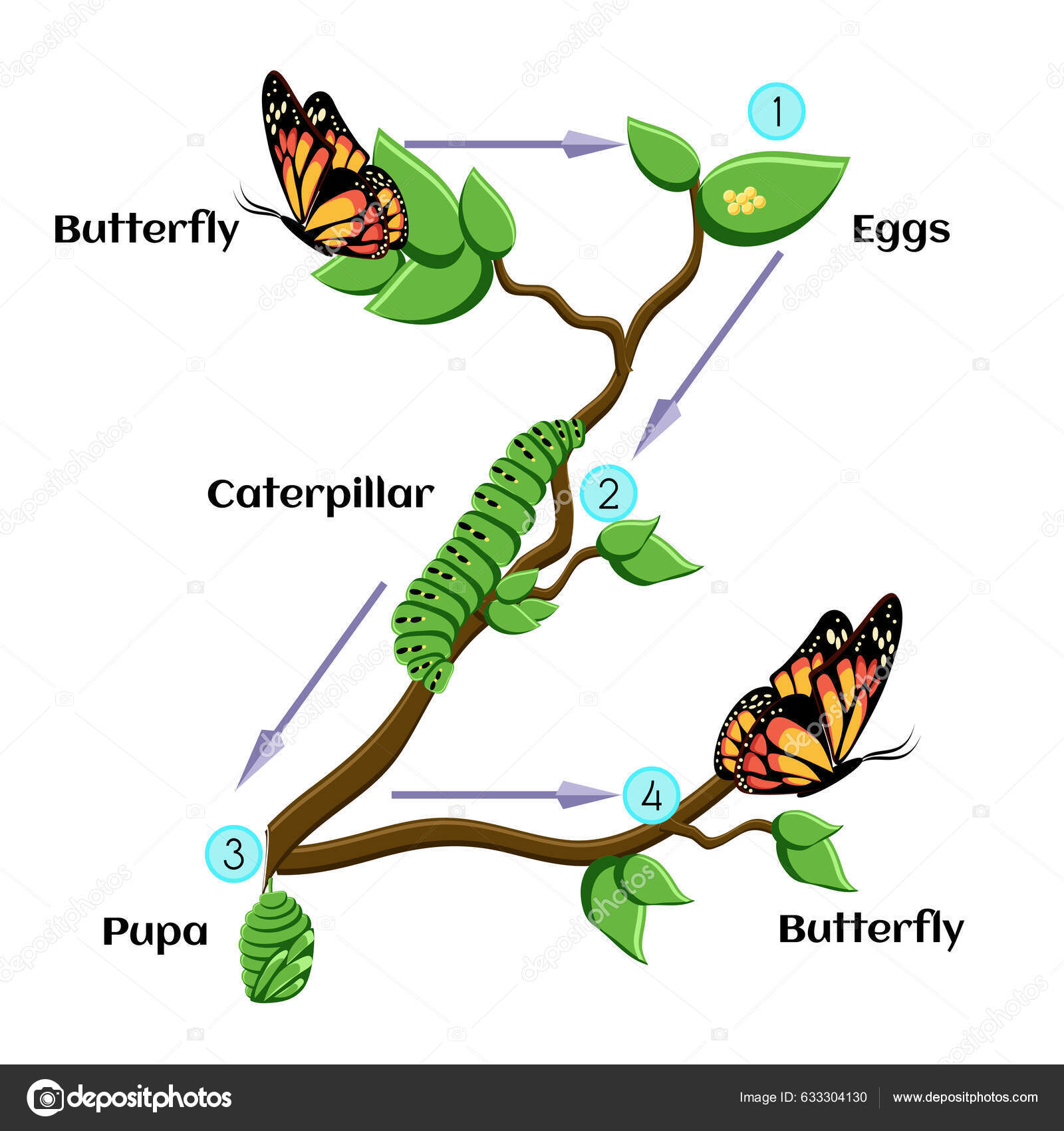 Levenscyclus Van Butterfl Eieren Rups Pop Vlinder Metamorfose ...