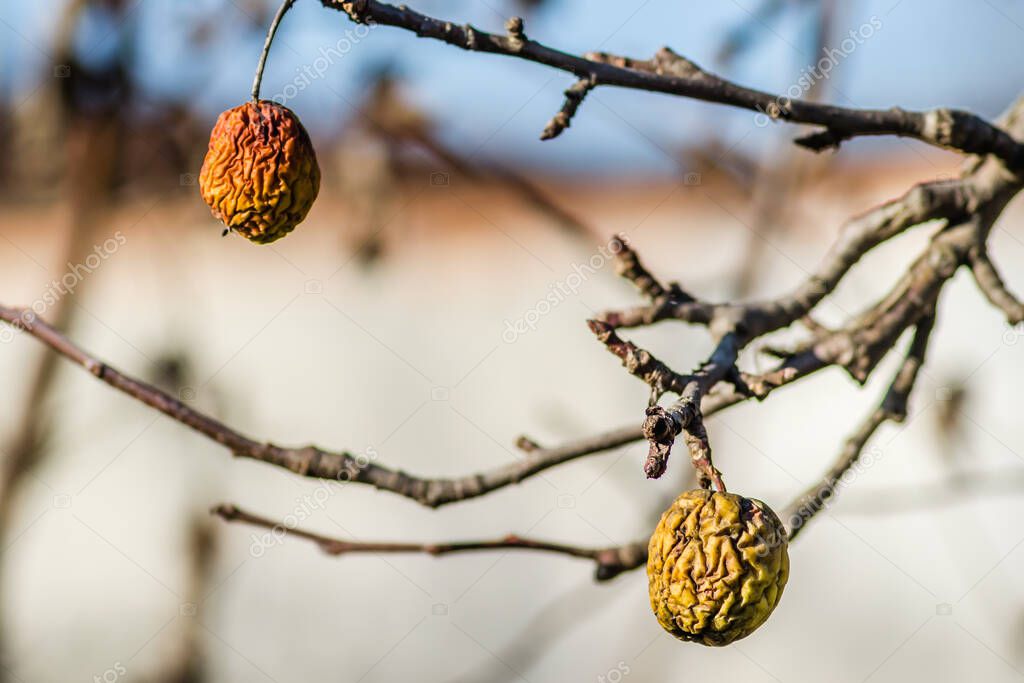 Diseases of trees. Branch of a dead Apple tree with dried apples ...
