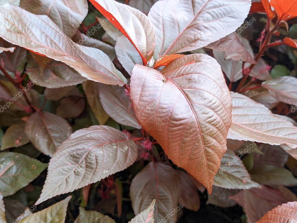 A close up of Acalypha wilkesiana leaves. common ...