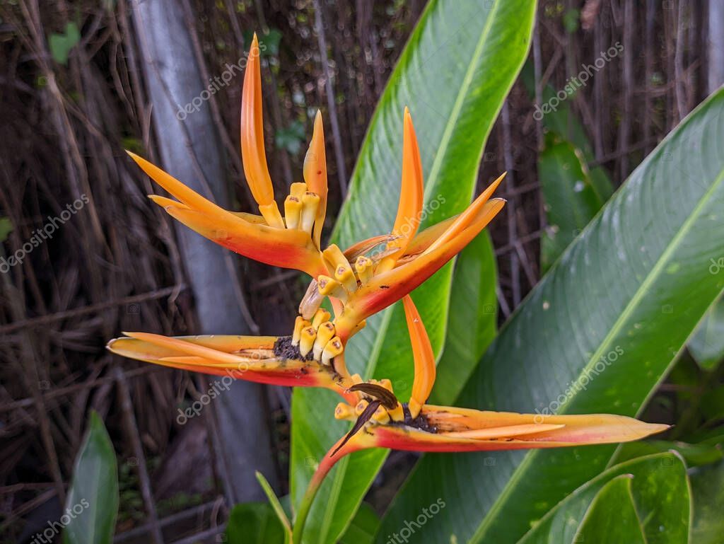 A close up of Heliconia psittacorum flower.Also called as parrot's beak ...