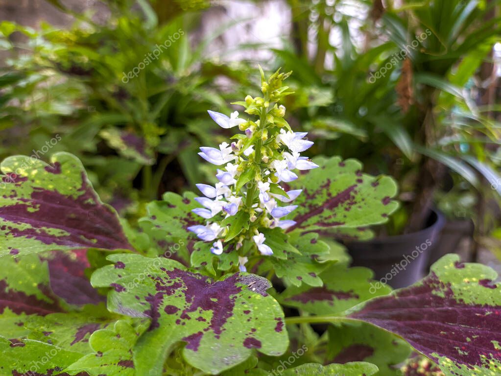 A Close up of Coleus scutellarioides. commonly known as coleus, is a ...