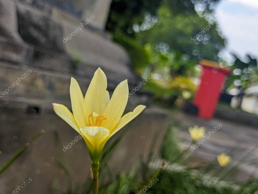 Un primer plano de la flor de Zephyranthes candida. también llamado ...