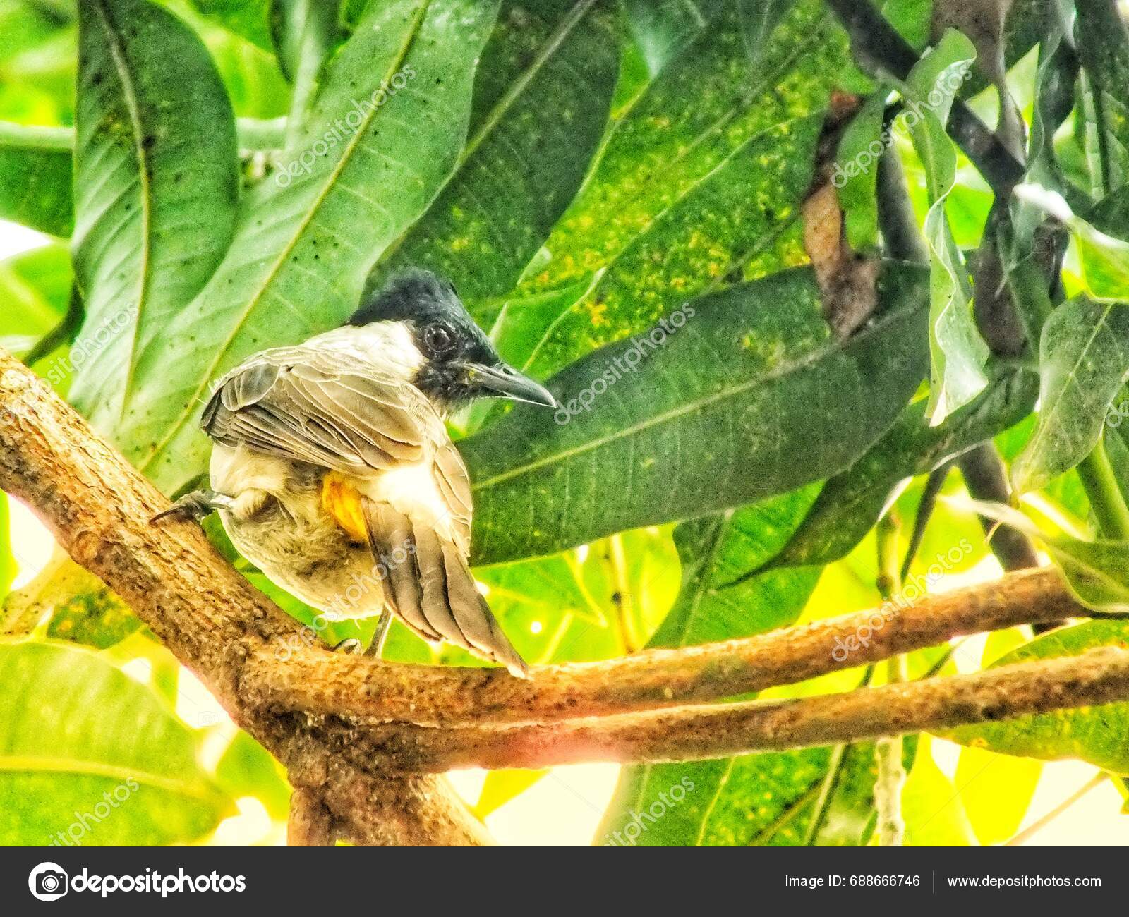 Portrait Sooty Headed Bulbul Spearch Branch Asian Indonesian Bird ...