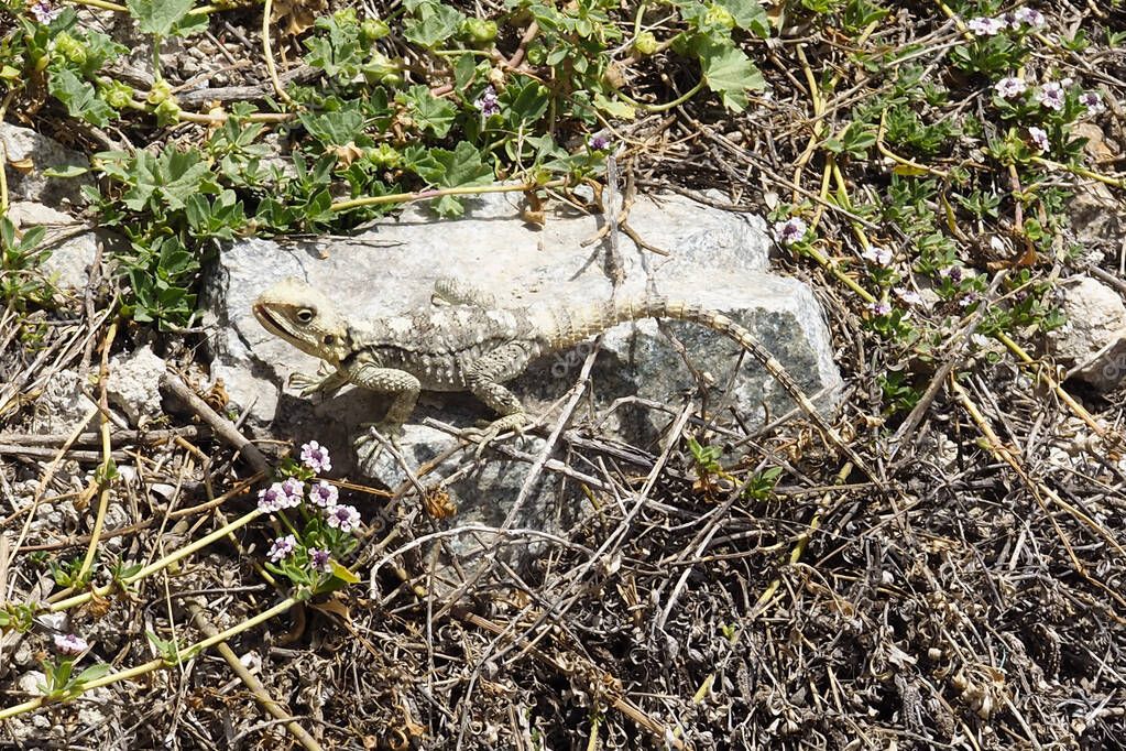 Primer plano de un lagarto que vive en la isla de Mykonos, una famosa ...